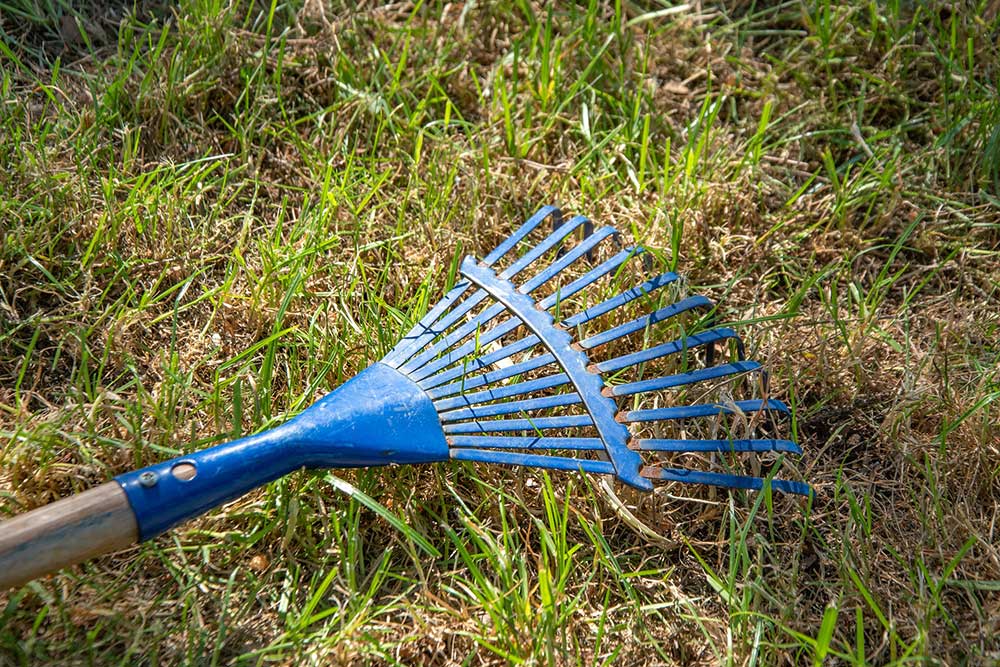 Easy Tips for the Perfect Lawn - Tour Wizard